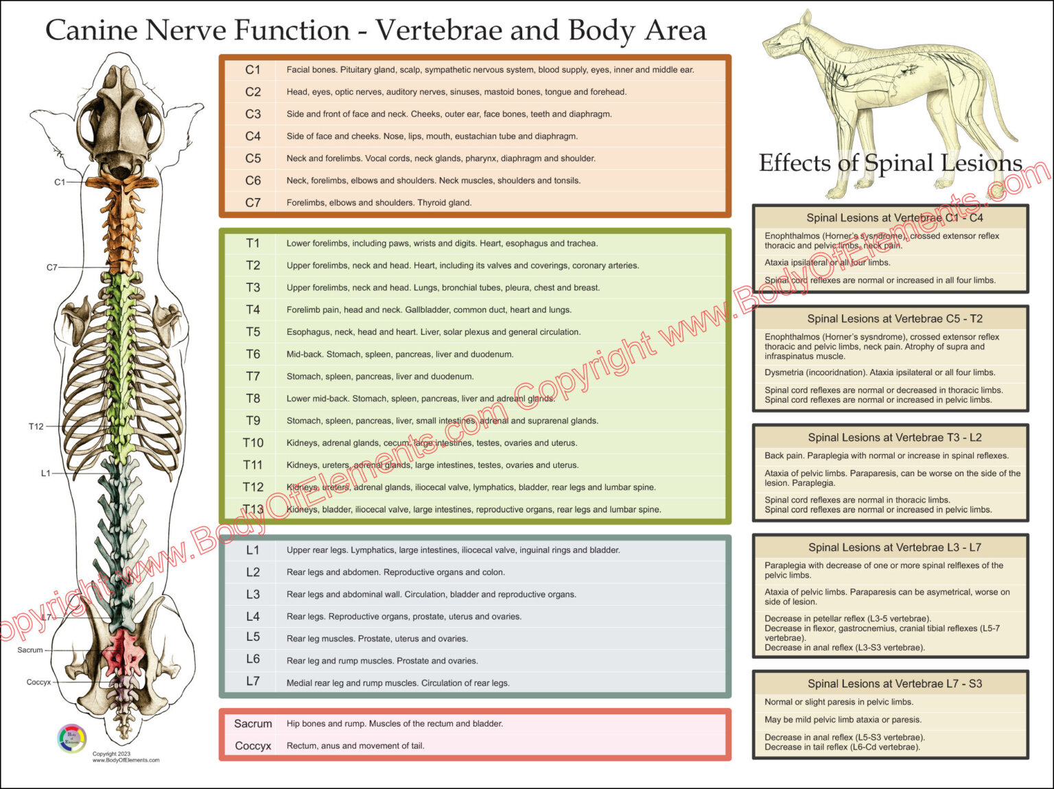Dog Spinal Nerve Function Poster 18" X 24" Veterinary Chiropractic ...
