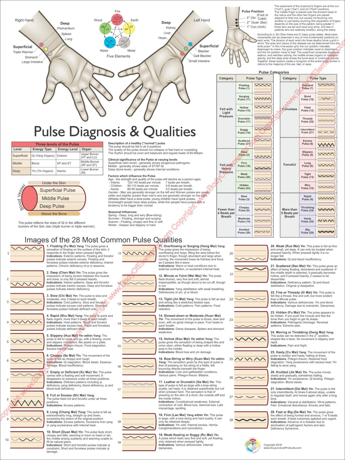 Pulse Diagnosis Acupuncture Poster 18" X 24" - Planet Chiropractic